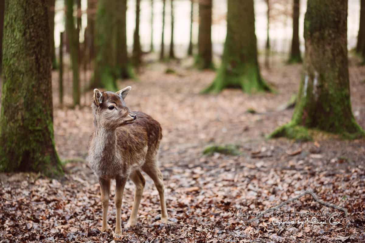 Wildpark Poing - Michael Cohn - heimatblende