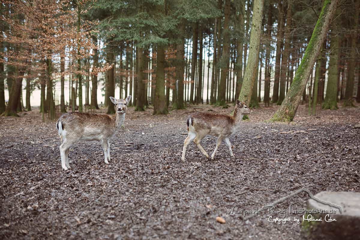 Wildpark Poing - Michael Cohn - heimatblende